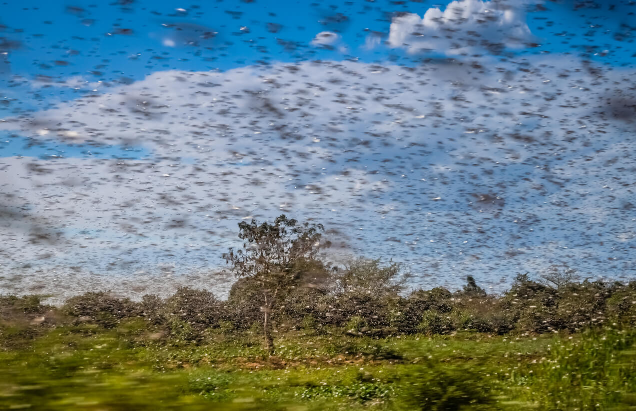 Can We Beat The African Locust Outbreak Using Weather? - TomorrowNow